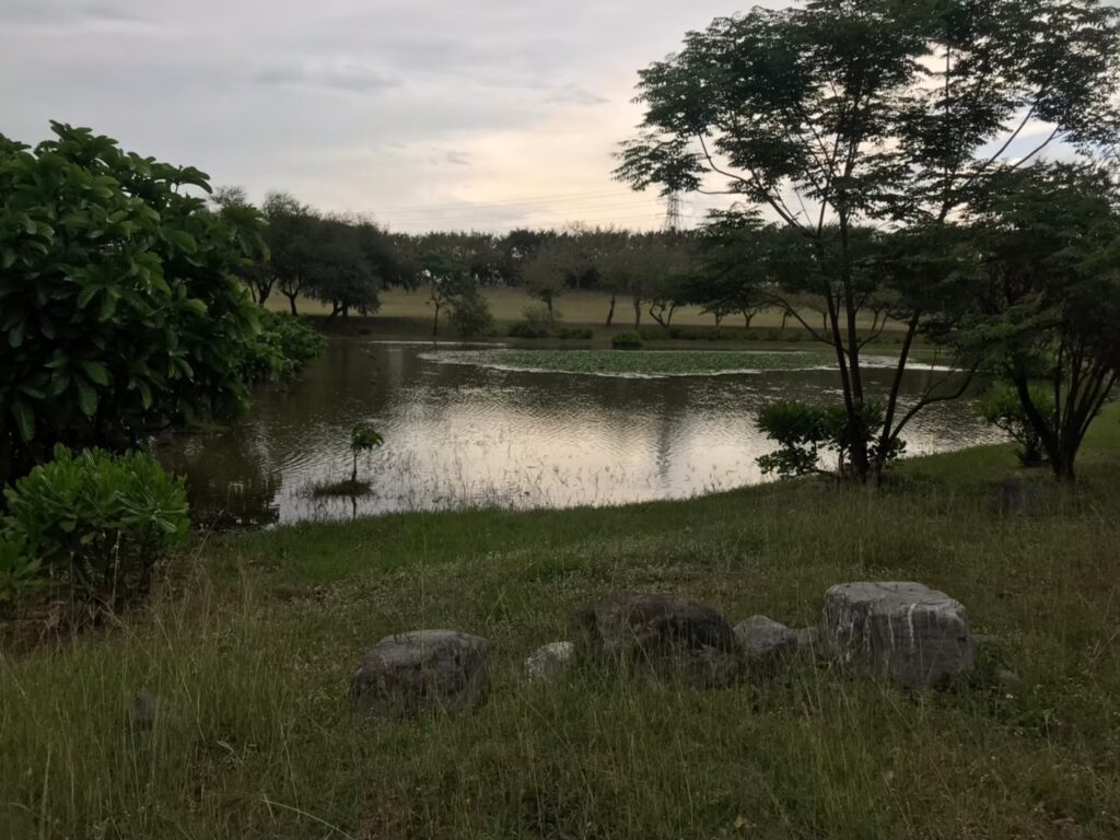 Black-winged Stilt Pool