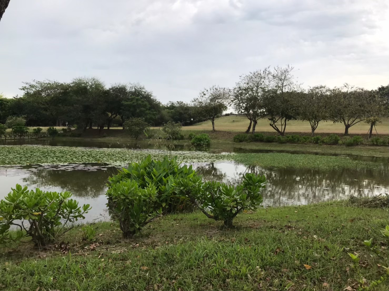 Black-winged Stilt Pool