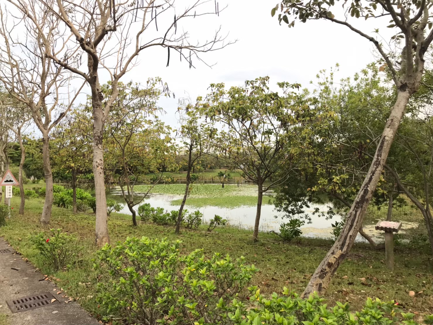 Black-winged Stilt Pool